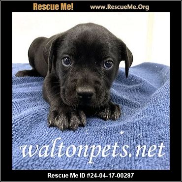 - Georgia Dog Rescue - ADOPTIONS - Rescue Me!