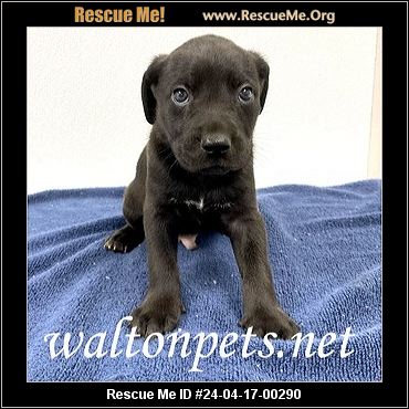 - Georgia Dog Rescue - ADOPTIONS - Rescue Me!