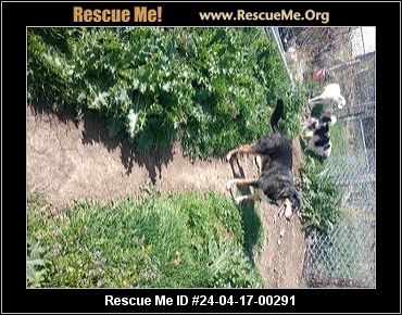 - Utah Dog Rescue - ADOPTIONS - Rescue Me!