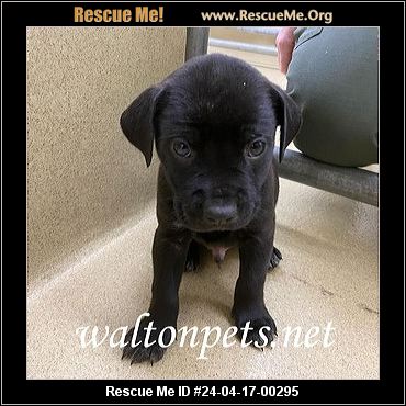 - Georgia Dog Rescue - ADOPTIONS - Rescue Me!