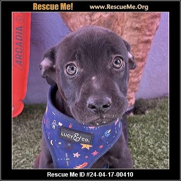 - California Lab Rescue - ADOPTIONS - Rescue Me!