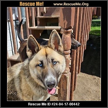 - West Virginia Dog Rescue - ADOPTIONS - Rescue Me!
