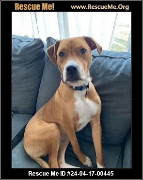 - Wisconsin Dog Rescue - ADOPTIONS - Rescue Me!