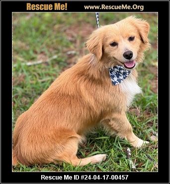 - Georgia Dog Rescue - ADOPTIONS - Rescue Me!