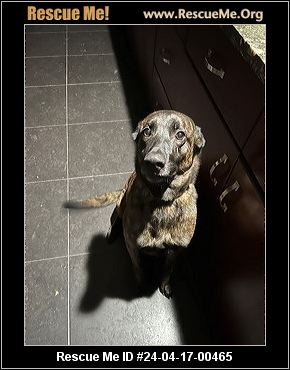 - Rhode Island Dog Rescue - ADOPTIONS - Rescue Me!