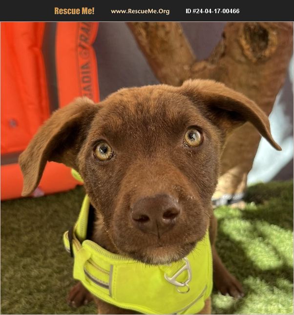 ADOPT 24041700466 ~ Chesapeake Bay Retriever Rescue ~ Carlsbad, CA