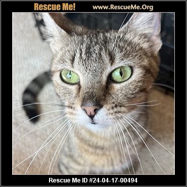 - Missouri Cat Rescue - ADOPTIONS - Rescue Me!