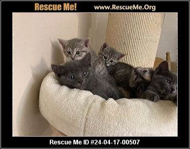 - Massachusetts Cat Rescue - ADOPTIONS - Rescue Me!