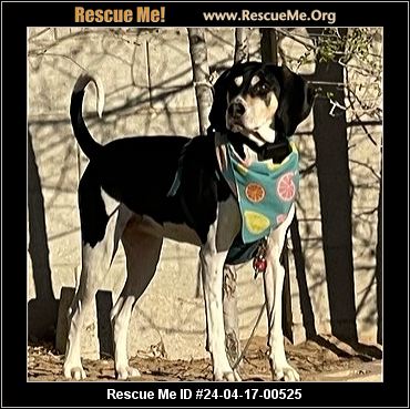 - New Mexico Dog Rescue - ADOPTIONS - Rescue Me!