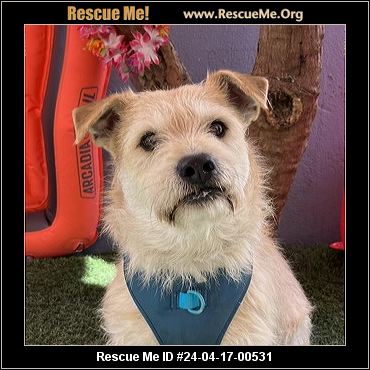 - California Border Terrier Rescue - ADOPTIONS - Rescue Me!