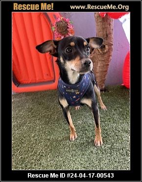 - California Miniature Pinscher Rescue - ADOPTIONS - Rescue Me!