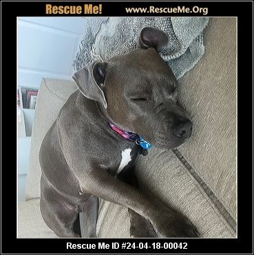 - Texas Pit Bull Rescue - ADOPTIONS - Rescue Me!