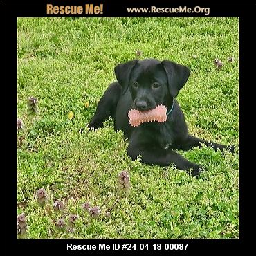 - Virginia Dog Rescue - ADOPTIONS - Rescue Me!