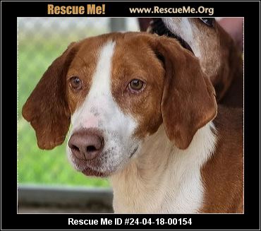 - Virginia Dog Rescue - ADOPTIONS - Rescue Me!