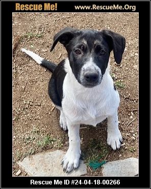 - Arizona Australian Cattle Dog Rescue - ADOPTIONS - Rescue Me!