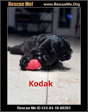 - Florida Cockapoo Rescue - ADOPTIONS - Rescue Me!