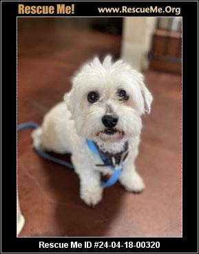 - California Maltese Rescue - ADOPTIONS - Rescue Me!