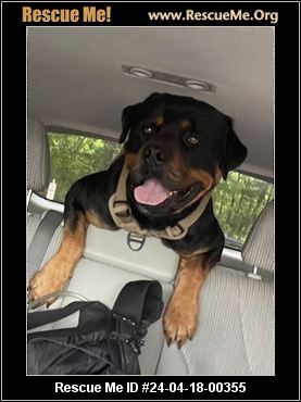 - Texas Rottweiler Rescue - ADOPTIONS - Rescue Me!