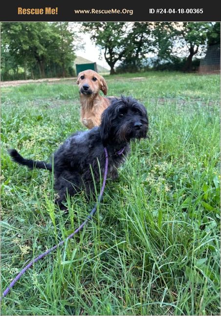 ADOPT 24041800365 ~ Cockapoo Rescue ~ Boston, MA