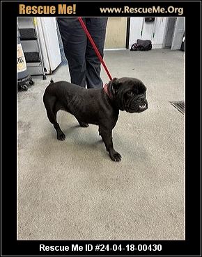 - California Bulldog Rescue - ADOPTIONS - Rescue Me!