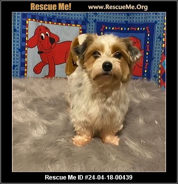 - Kansas Yorkie Rescue - ADOPTIONS - Rescue Me!