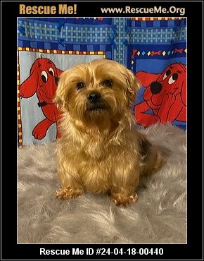 - Kansas Yorkie Rescue - ADOPTIONS - Rescue Me!
