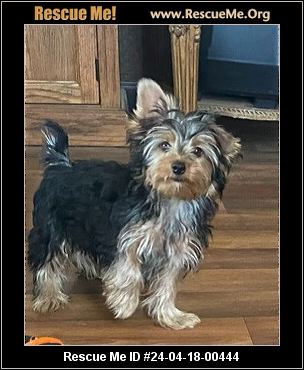 - Kansas Yorkie Rescue - ADOPTIONS - Rescue Me!
