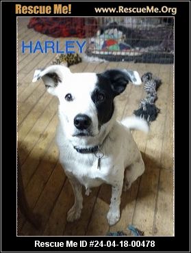 - Florida English Springer Spaniel Rescue - ADOPTIONS - Rescue Me!