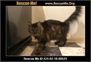 - Washington Cat Rescue - ADOPTIONS - Rescue Me!