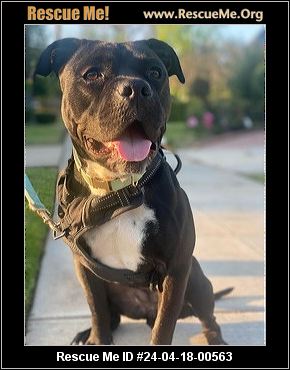 - California Pit Bull Rescue - ADOPTIONS - Rescue Me!