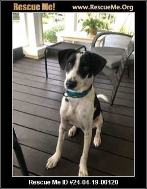 - Florida Border Collie Rescue - ADOPTIONS - Rescue Me!