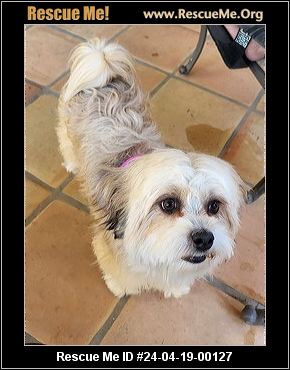 - Arizona Lhasa Apso Rescue - ADOPTIONS - Rescue Me!
