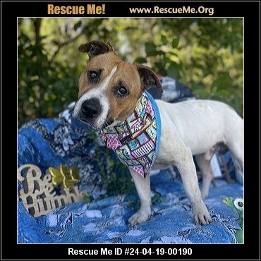 - Florida Jack Russell Rescue - ADOPTIONS - Rescue Me!