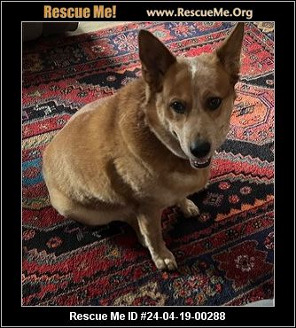 - Minnesota Dog Rescue - ADOPTIONS - Rescue Me!