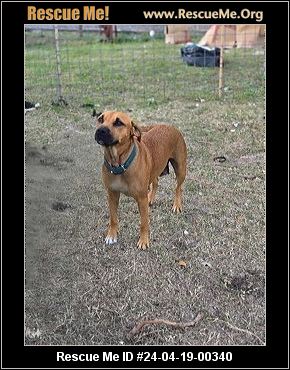 - Texas Mutt Rescue - ADOPTIONS - Rescue Me!