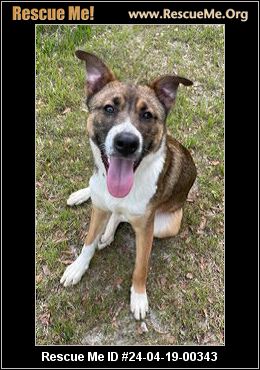 - Georgia Border Collie Rescue - ADOPTIONS - Rescue Me!