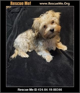 - Georgia Yorkie Rescue - ADOPTIONS - Rescue Me!