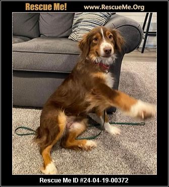 - Pennsylvania Dog Rescue - ADOPTIONS - Rescue Me!