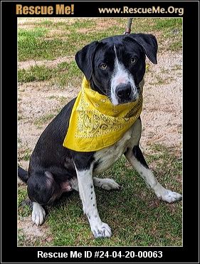 - Georgia Border Collie Rescue - ADOPTIONS - Rescue Me!