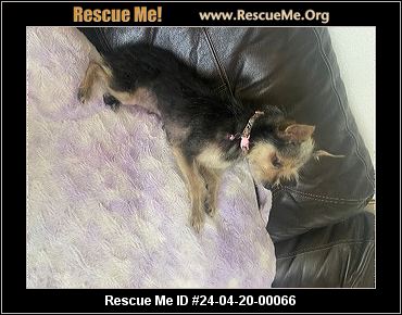 - California Yorkie Rescue - ADOPTIONS - Rescue Me!