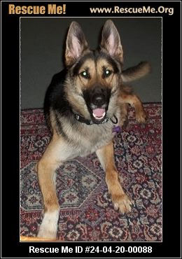 - Maryland Dog Rescue - ADOPTIONS - Rescue Me!