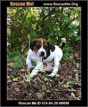 - North Carolina Dog Rescue - ADOPTIONS - Rescue Me!