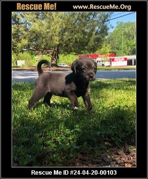 - North Carolina Dog Rescue - ADOPTIONS - Rescue Me!