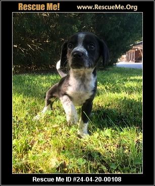 - North Carolina Dog Rescue - ADOPTIONS - Rescue Me!