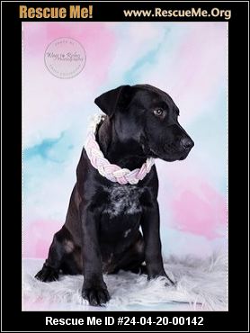 - Rhode Island Dog Rescue - ADOPTIONS - Rescue Me!