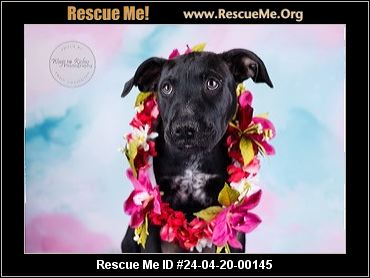 - Rhode Island Dog Rescue - ADOPTIONS - Rescue Me!