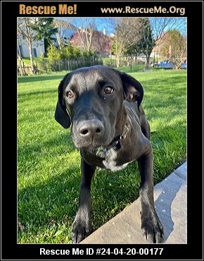- Maryland Dog Rescue - ADOPTIONS - Rescue Me!