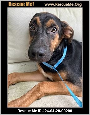 - Georgia Dog Rescue - ADOPTIONS - Rescue Me!