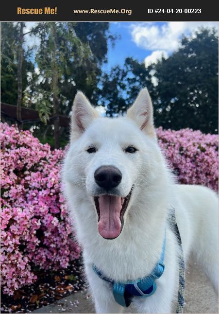 ADOPT 24042000223 ~ Samoyed Rescue ~ Orange County, CA