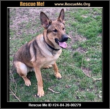 - Pennsylvania German Shepherd Rescue - ADOPTIONS - Rescue Me!